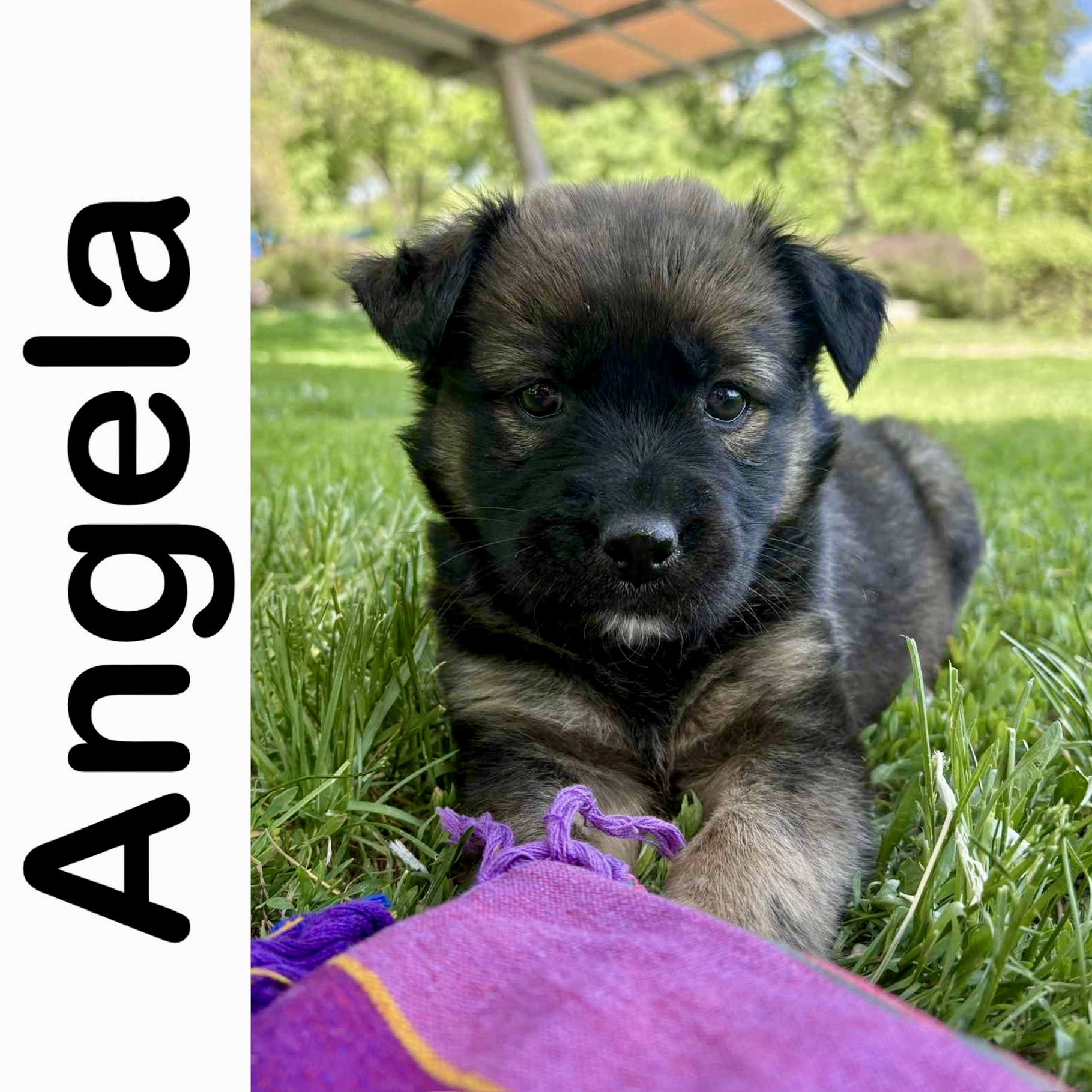 Adoptable Dogs - Manitoba Mutts Dog Rescue