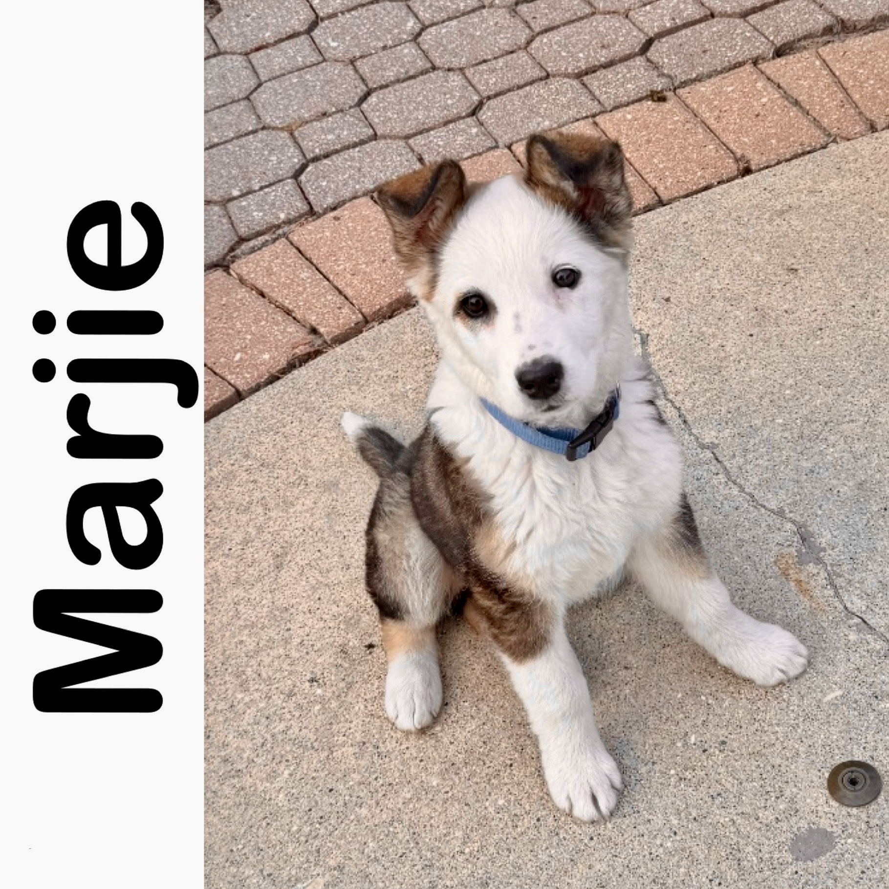Marjie - Manitoba Mutts Dog Rescue