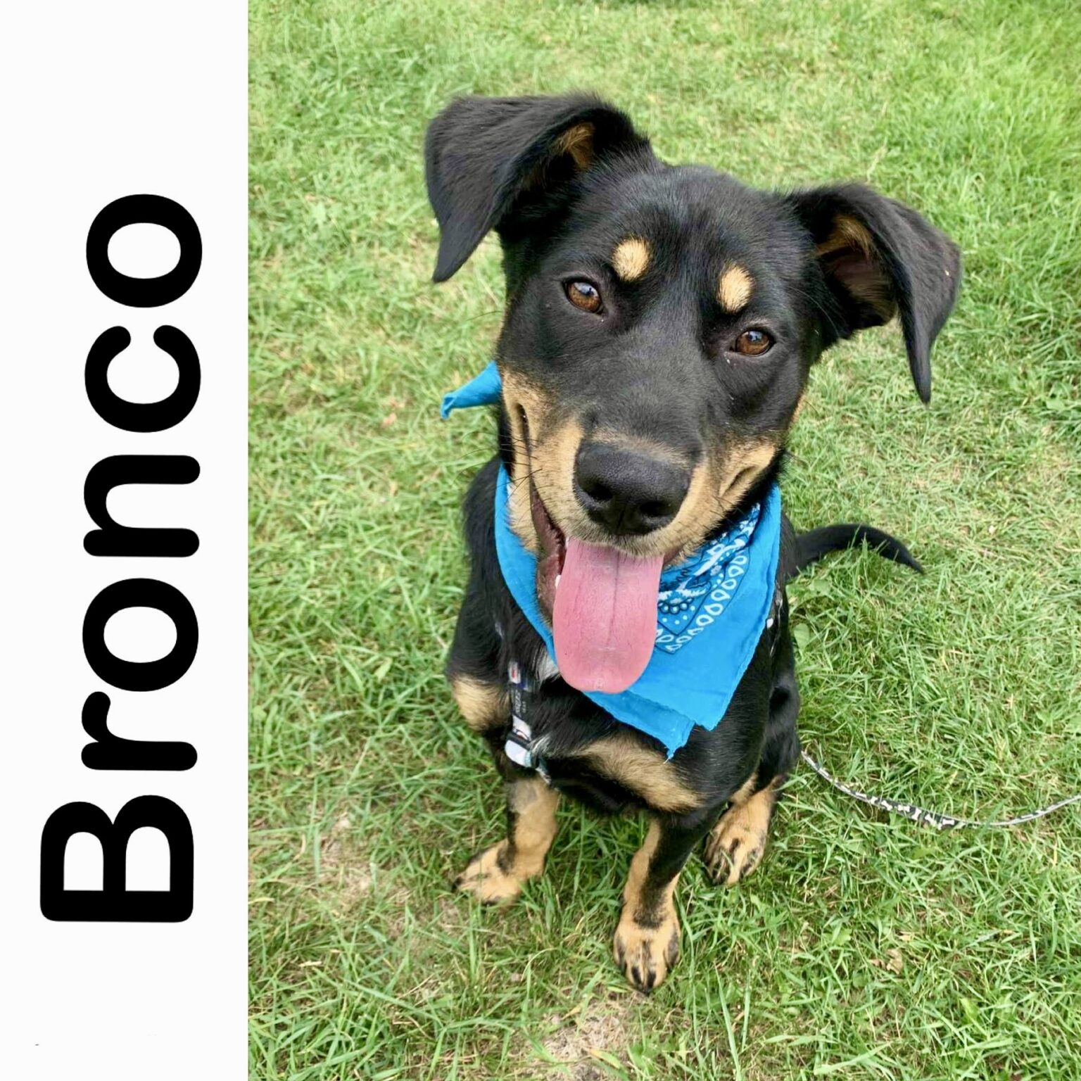 Adoptable Dogs - Manitoba Mutts Dog Rescue