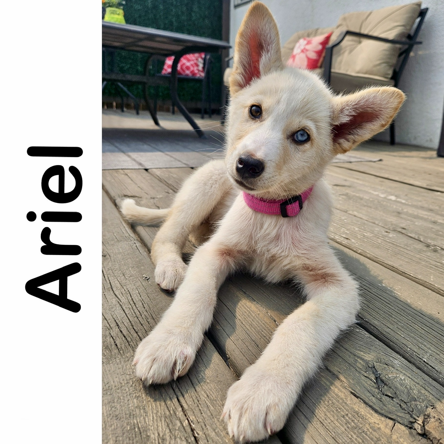 Ariel - Manitoba Mutts Dog Rescue