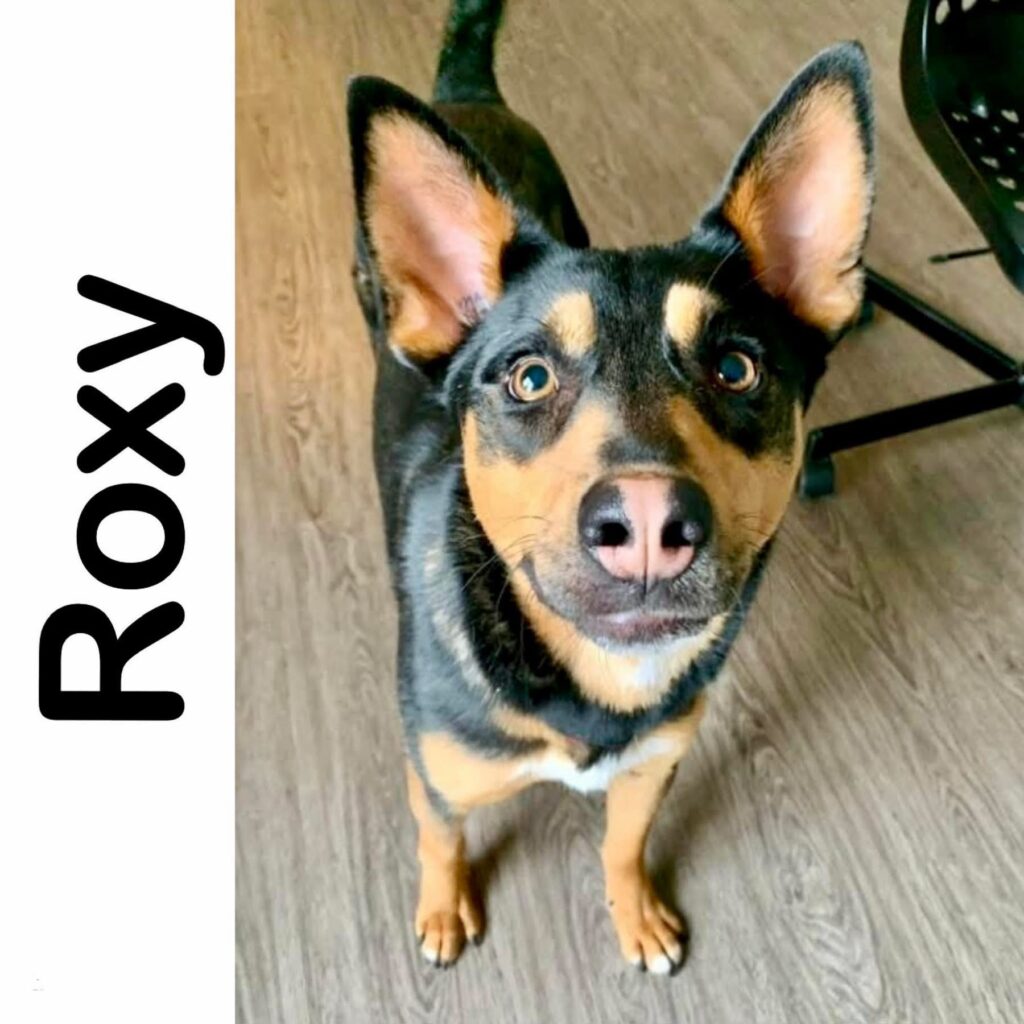 Roxy - Manitoba Mutts Dog Rescue