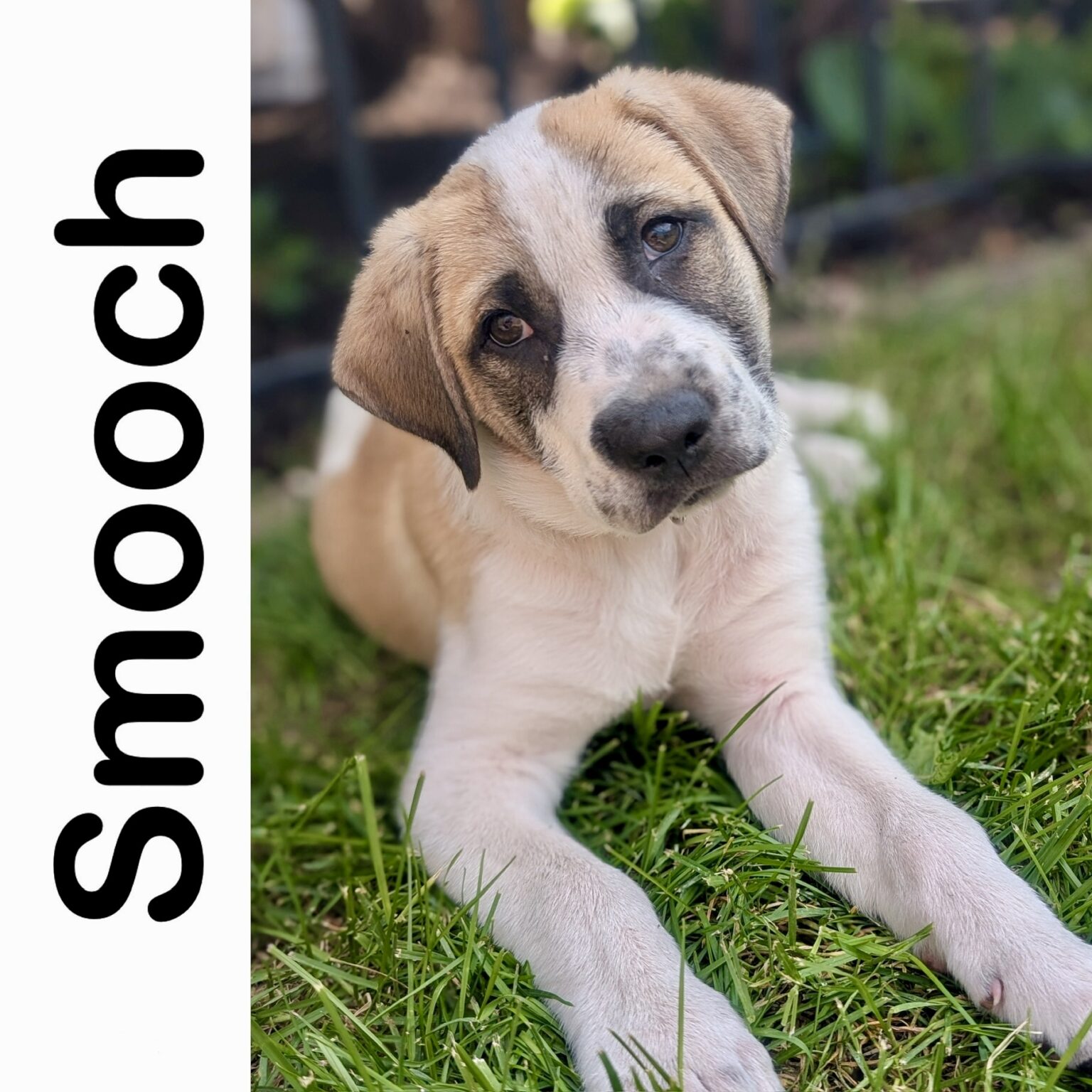 Adoptable Dogs - Manitoba Mutts Dog Rescue