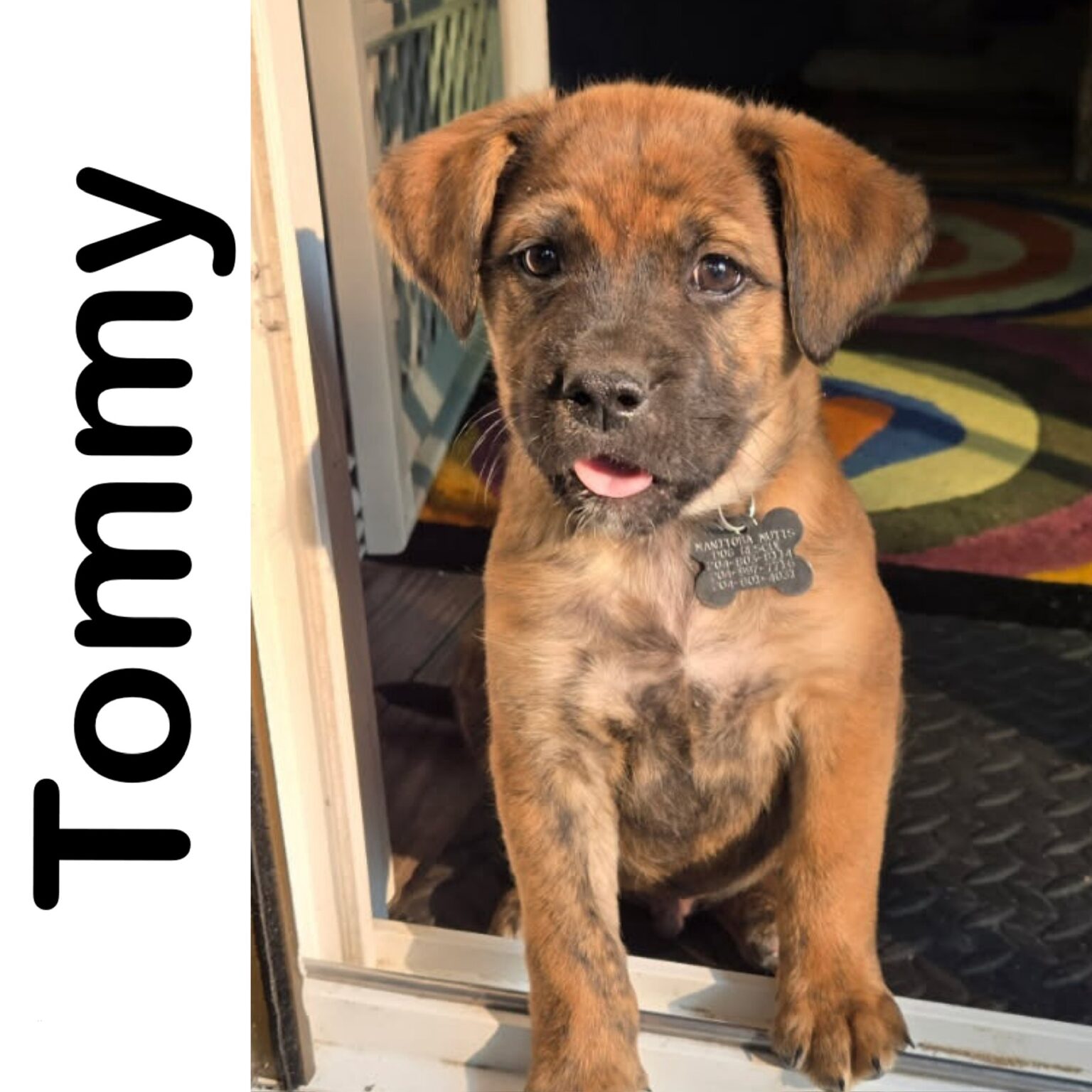 Adoptable Dogs - Manitoba Mutts Dog Rescue