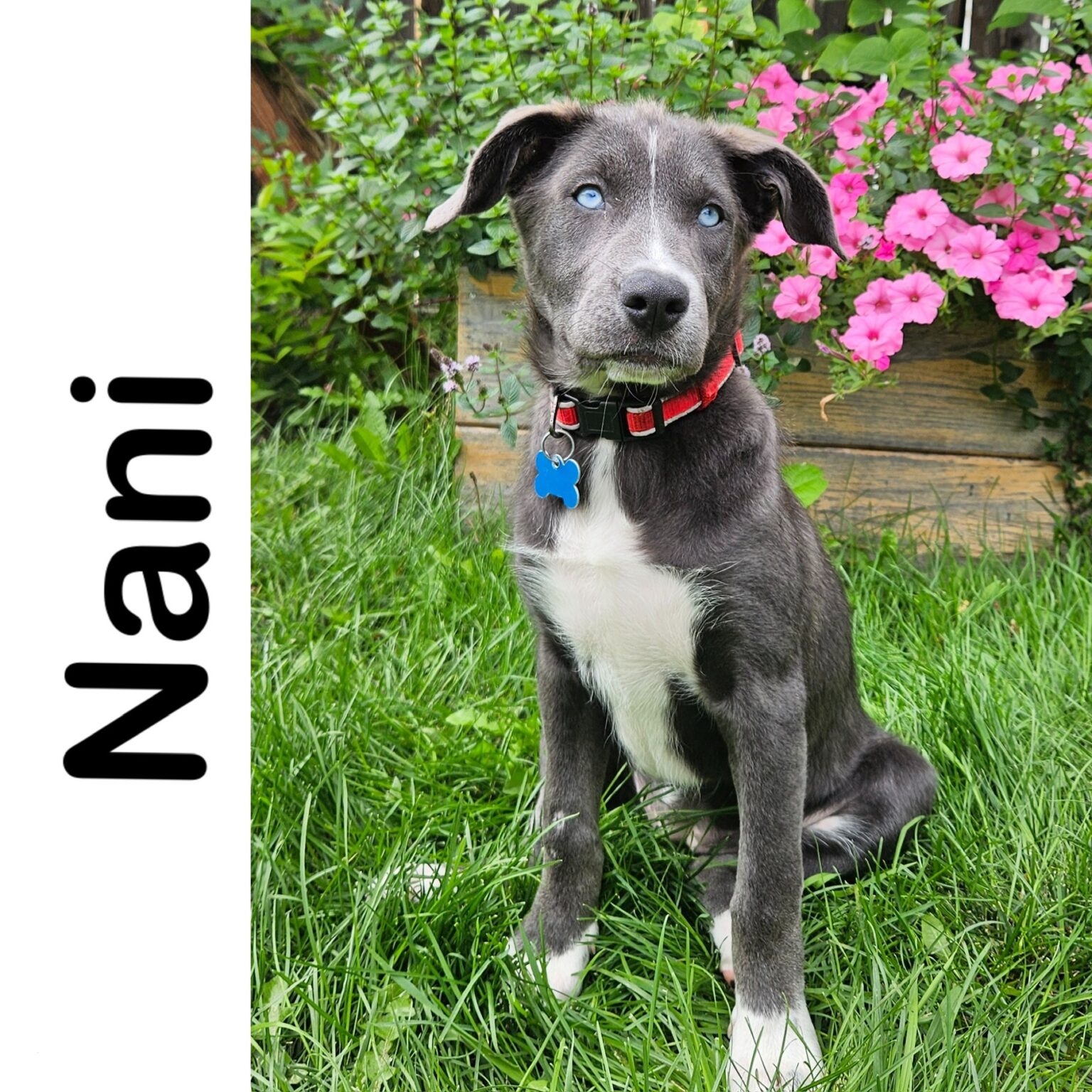 Nani - Manitoba Mutts Dog Rescue