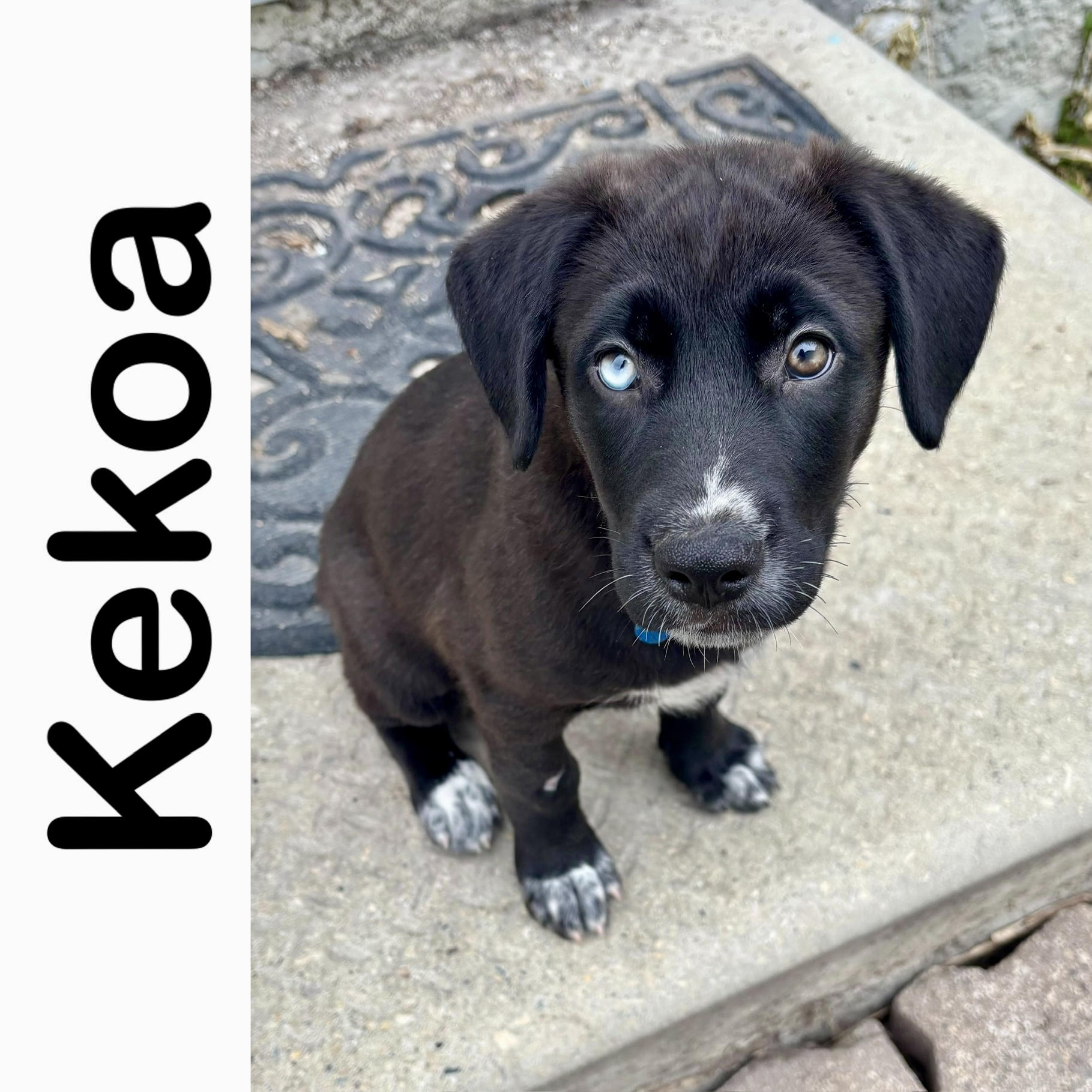 Kekoa - Manitoba Mutts Dog Rescue
