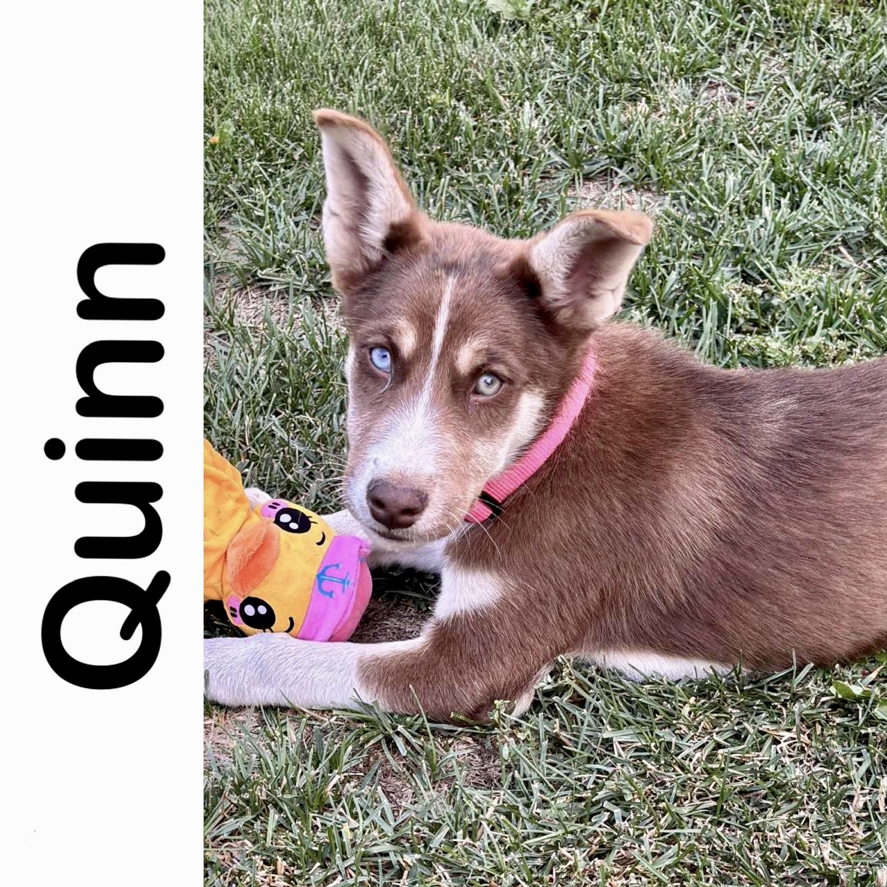 Quinn - Manitoba Mutts Dog Rescue