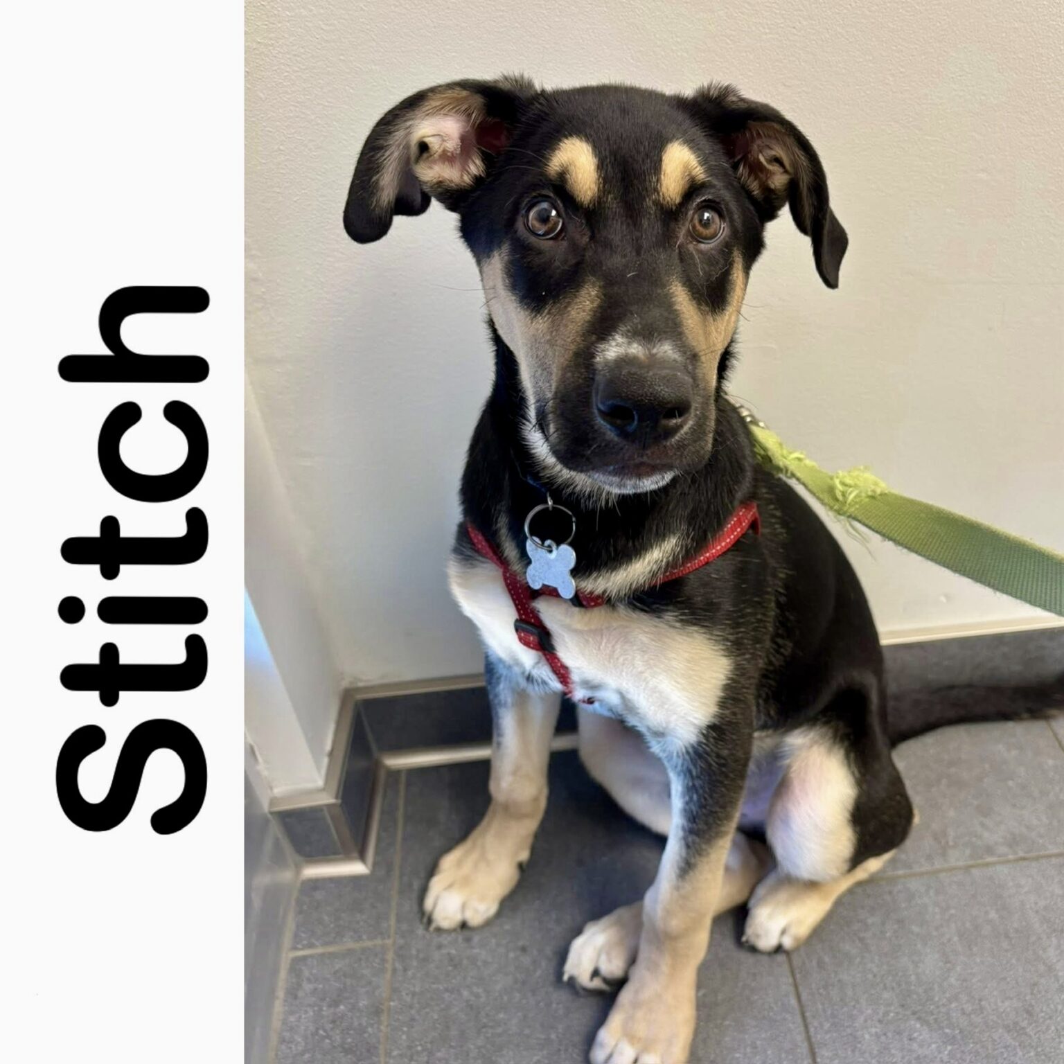 Adoptable Dogs - Manitoba Mutts Dog Rescue