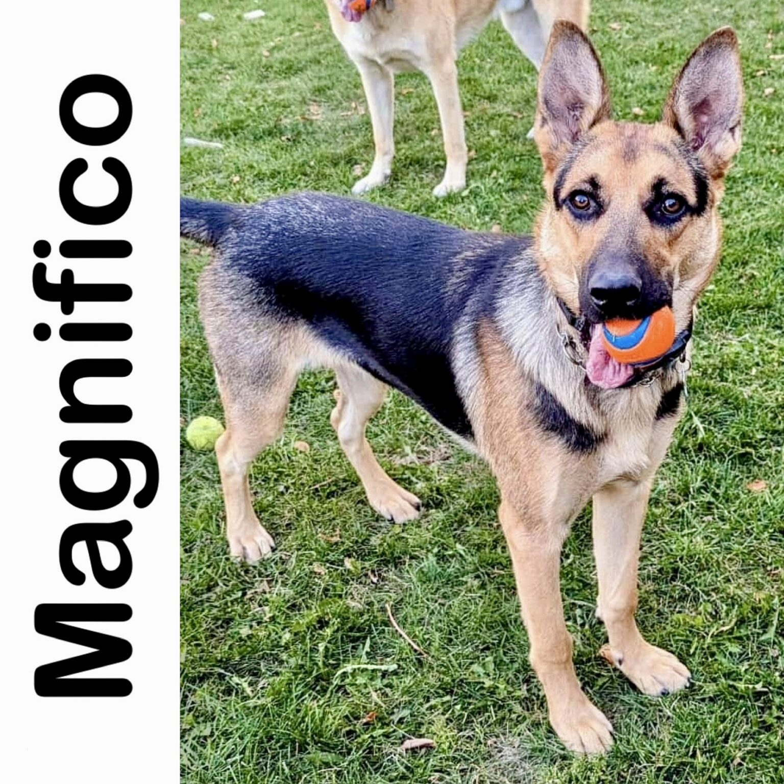Adoptable Dogs - Manitoba Mutts Dog Rescue