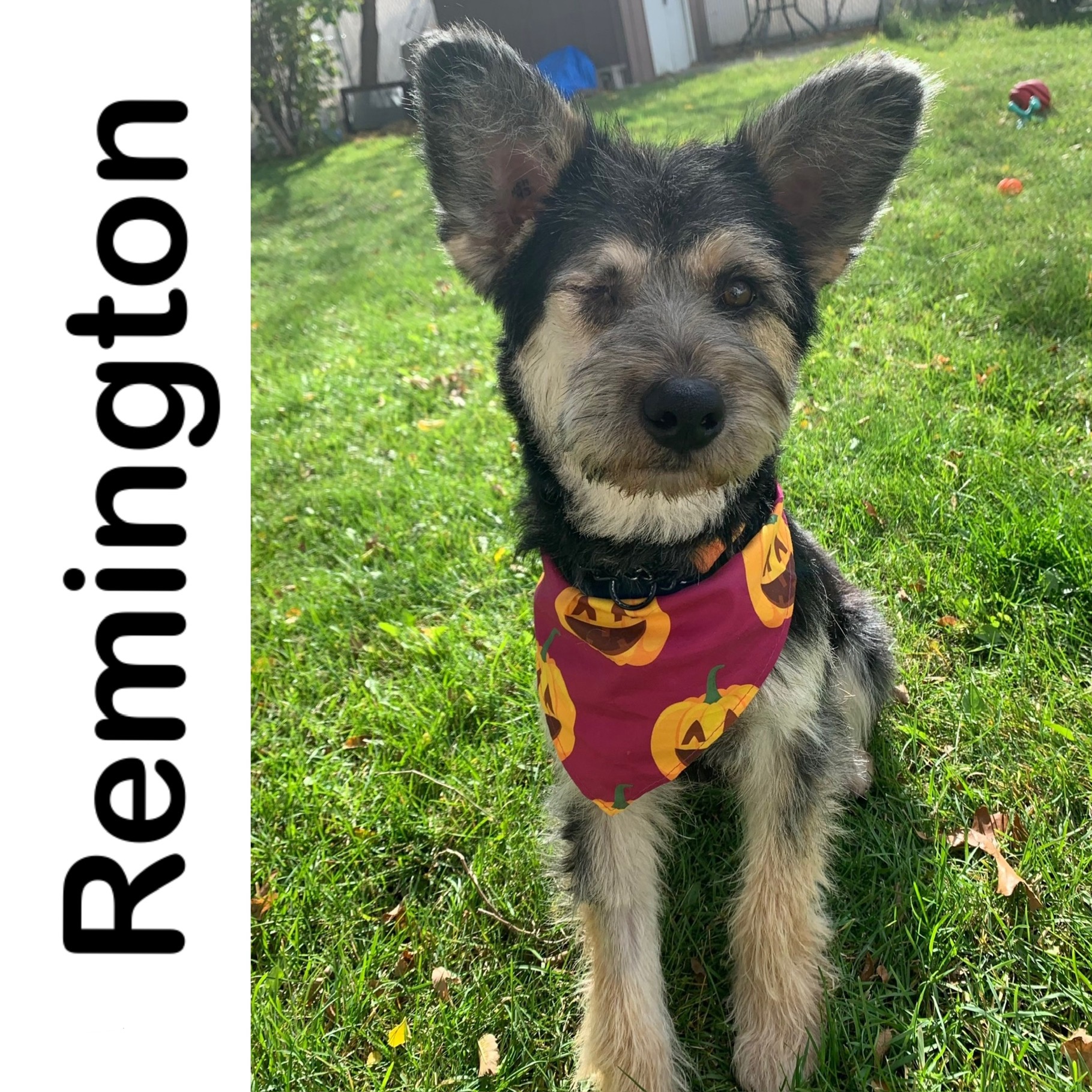 Remington - Manitoba Mutts Dog Rescue