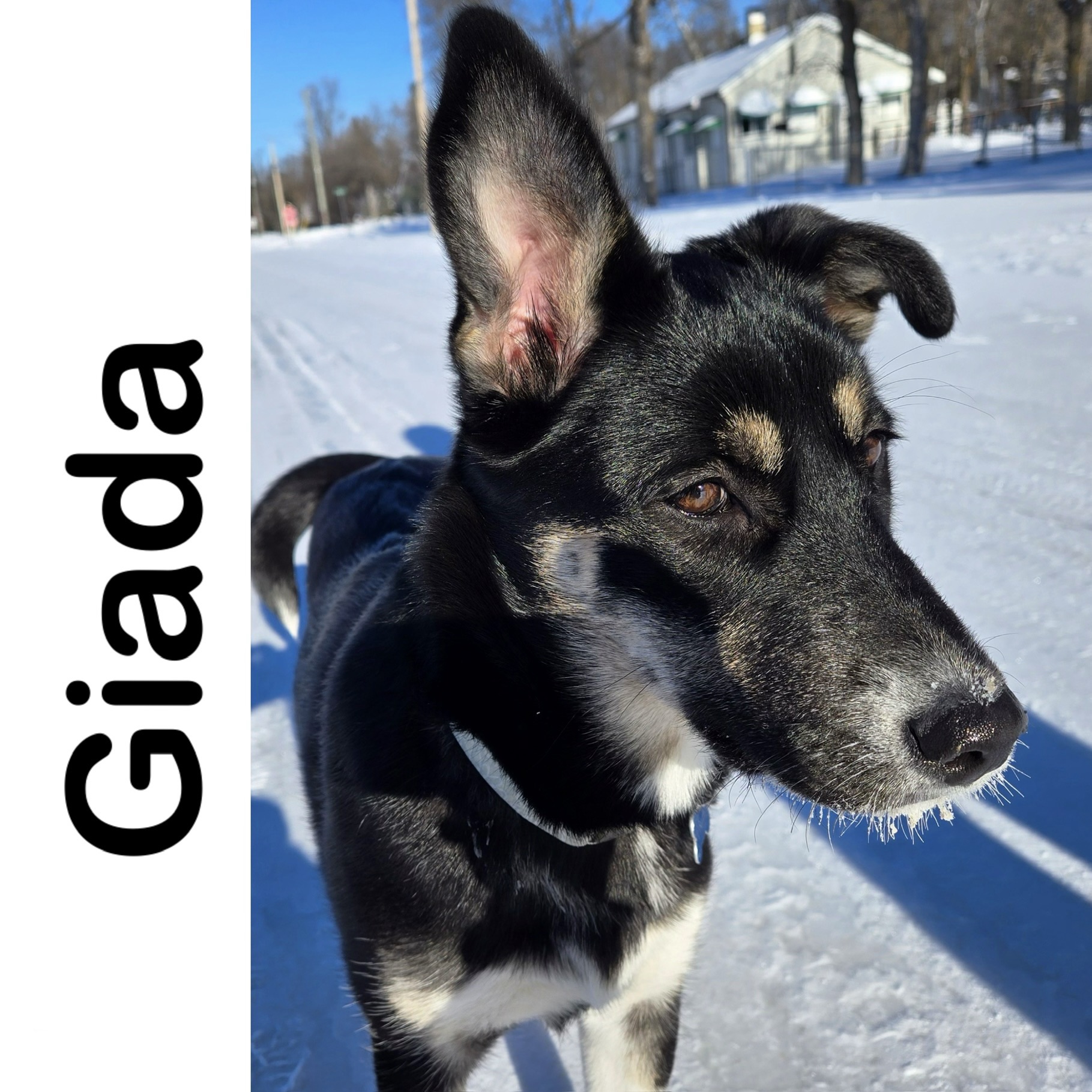 Giada - Manitoba Mutts Dog Rescue