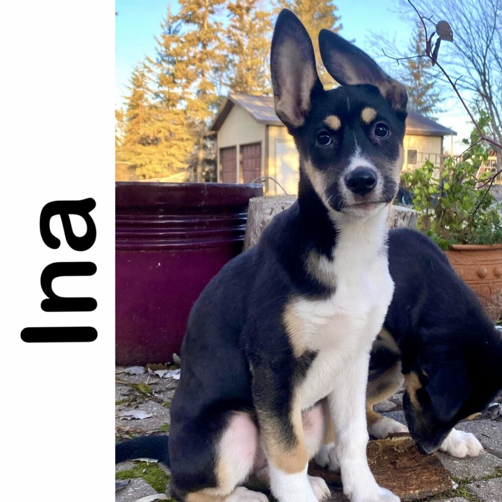 Adoptable Dogs - Manitoba Mutts Dog Rescue