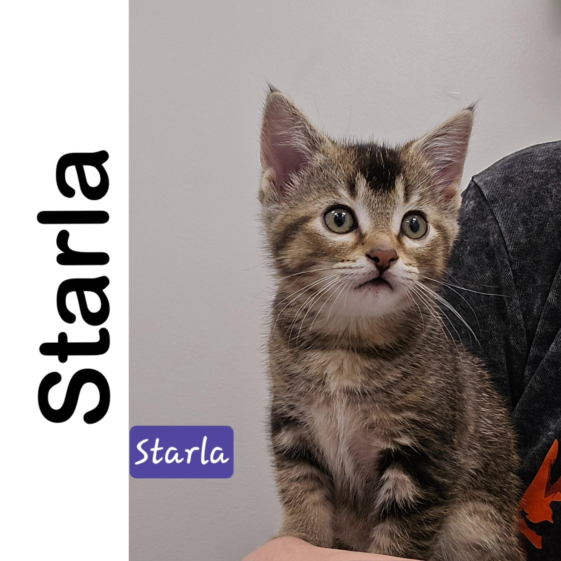 Starla - Manitoba Mutts Dog Rescue