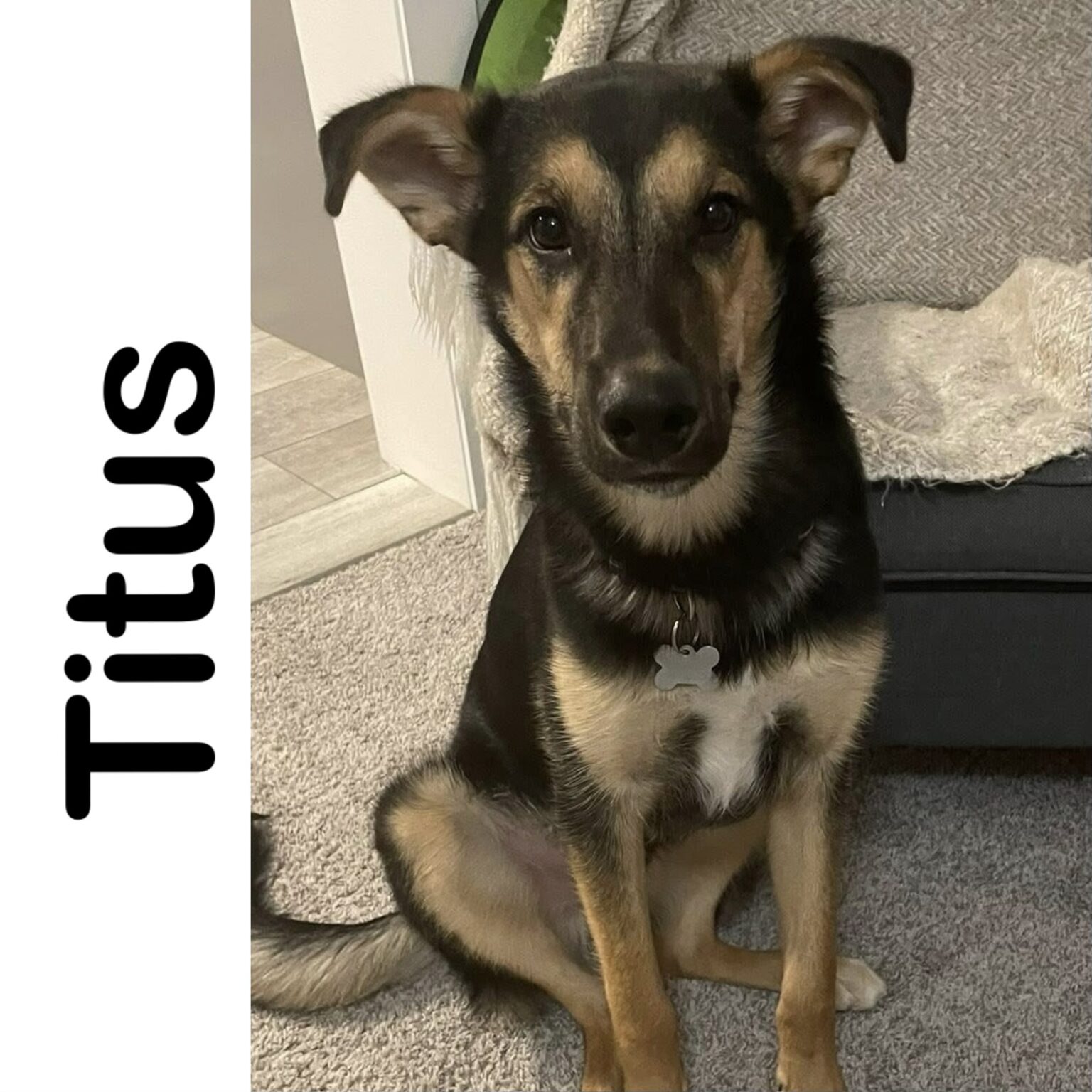 Titus - Manitoba Mutts Dog Rescue