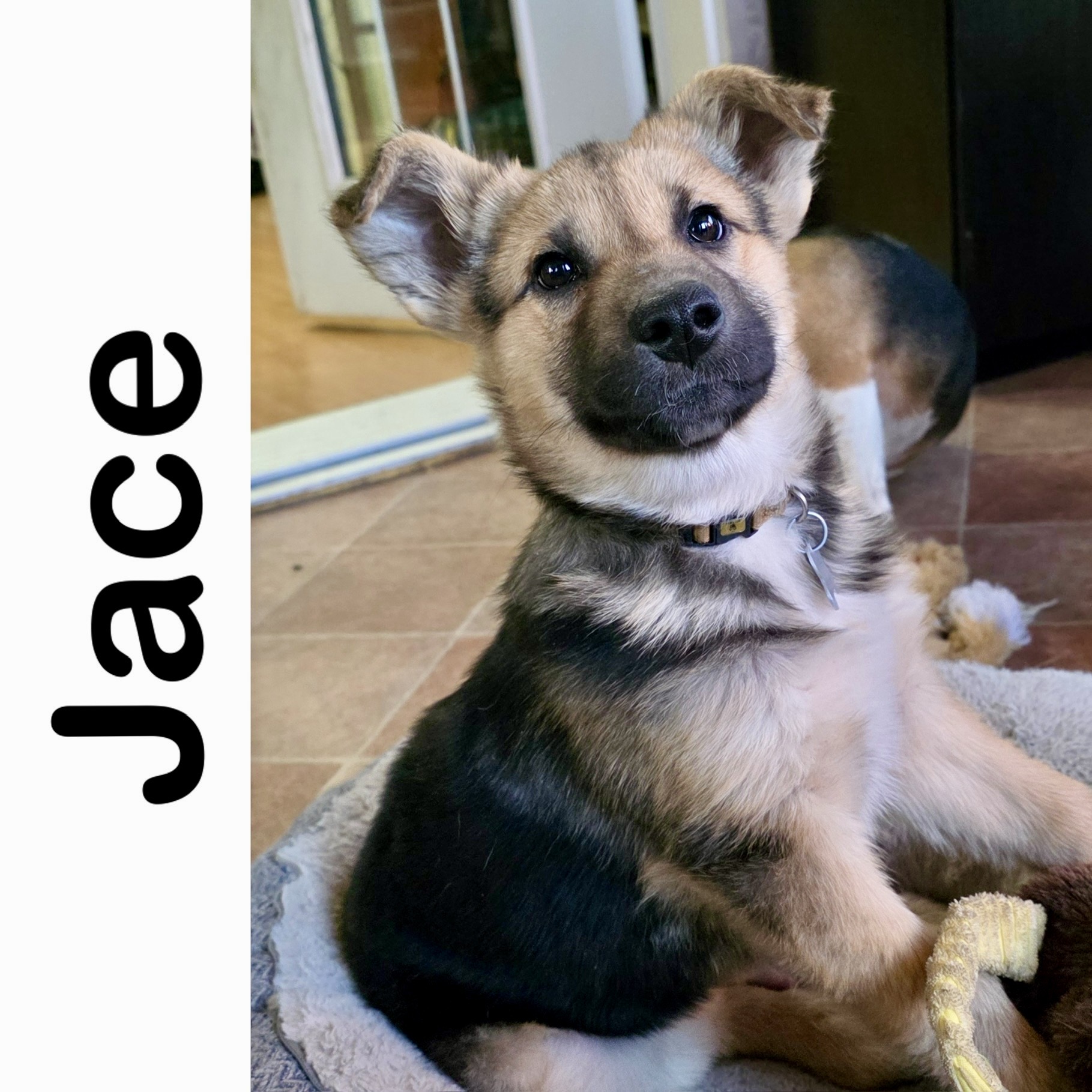 Jace - Manitoba Mutts Dog Rescue