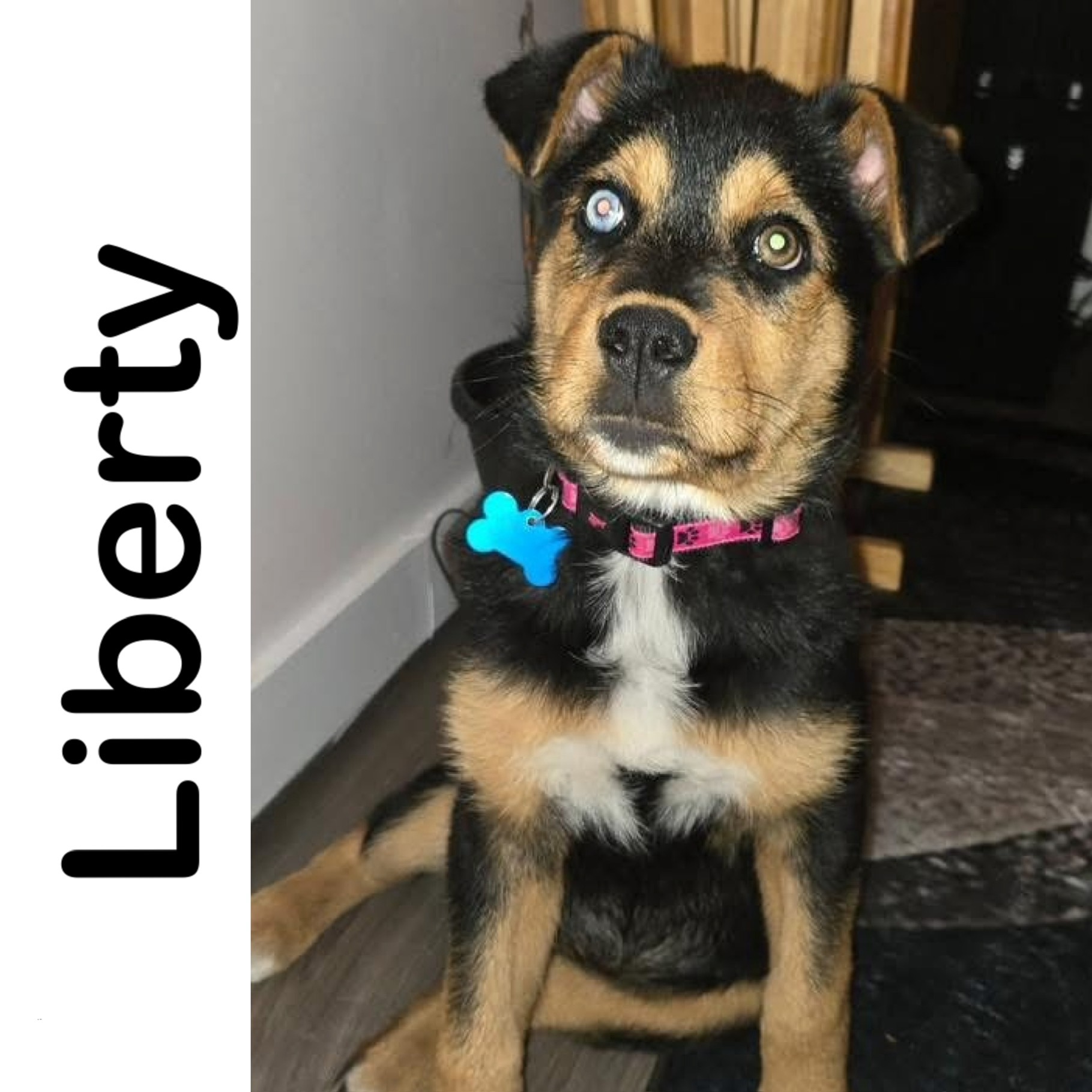 Liberty - Manitoba Mutts Dog Rescue