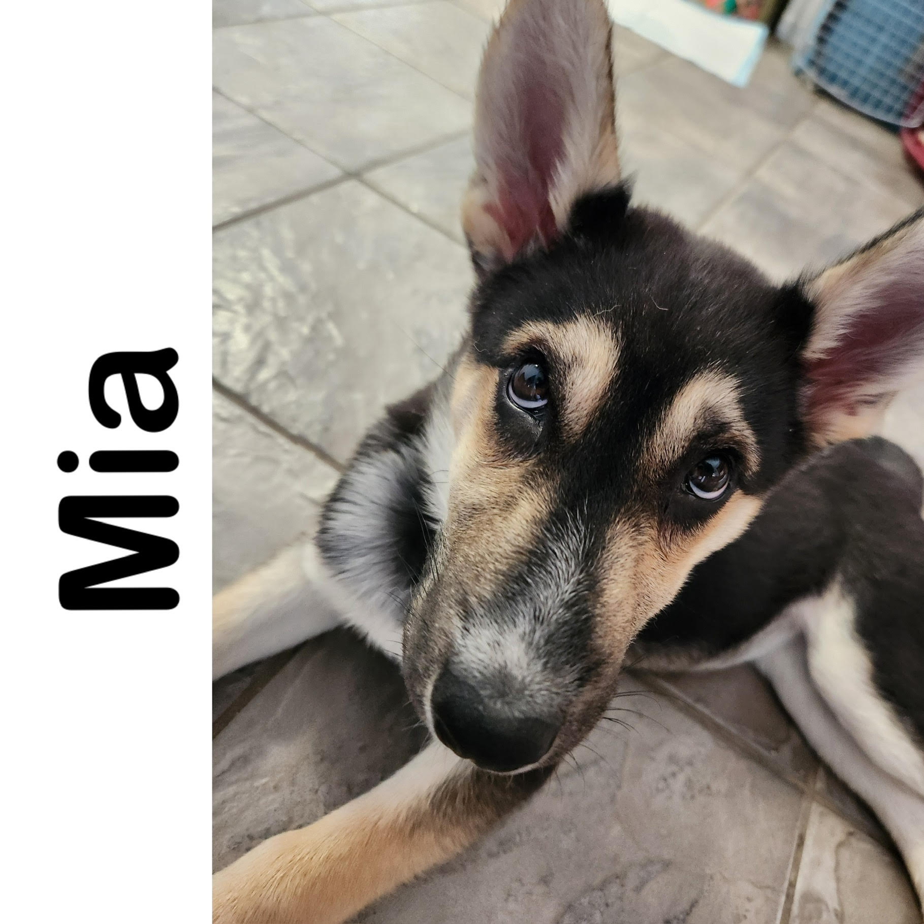 Mia - Manitoba Mutts Dog Rescue