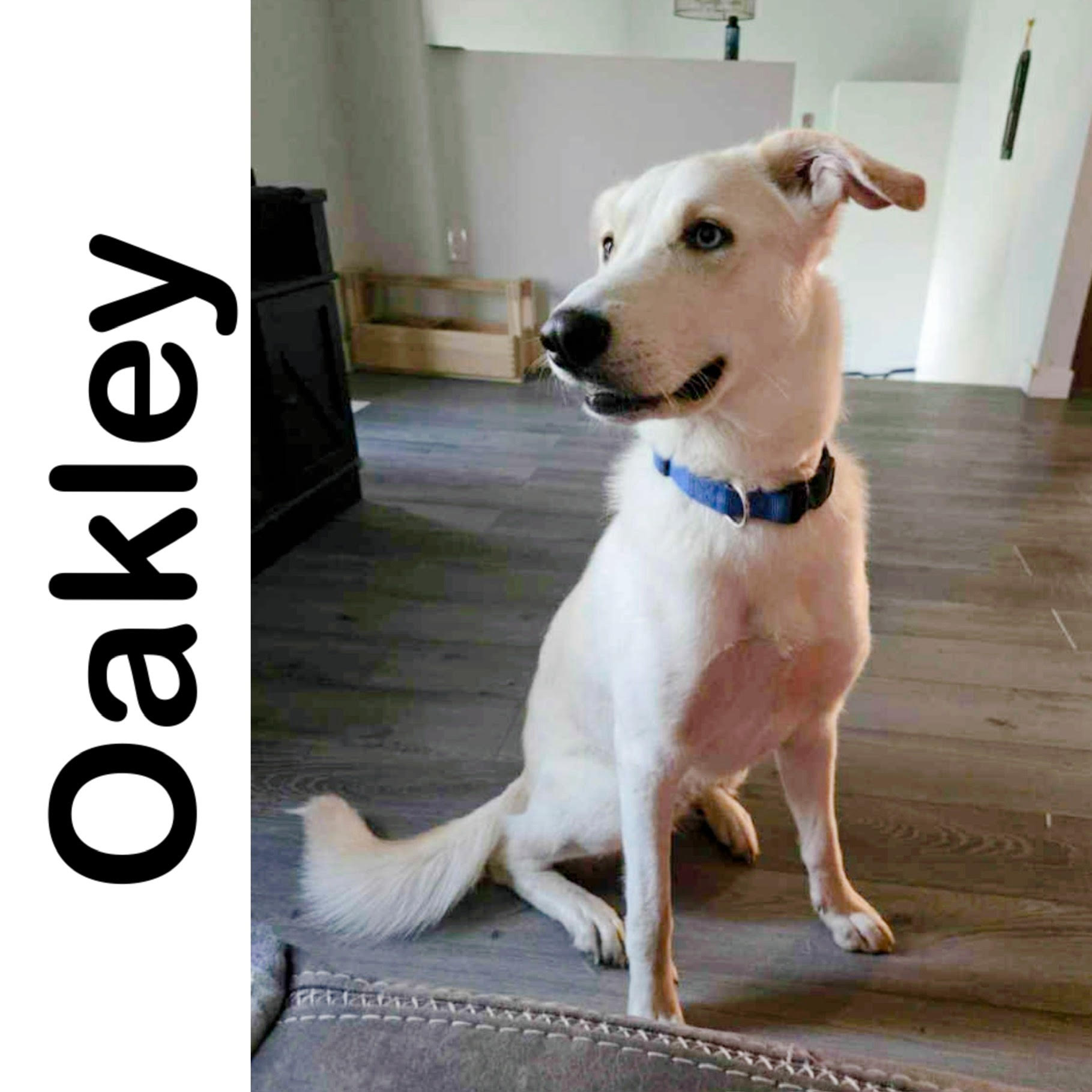 Oakley - Manitoba Mutts Dog Rescue