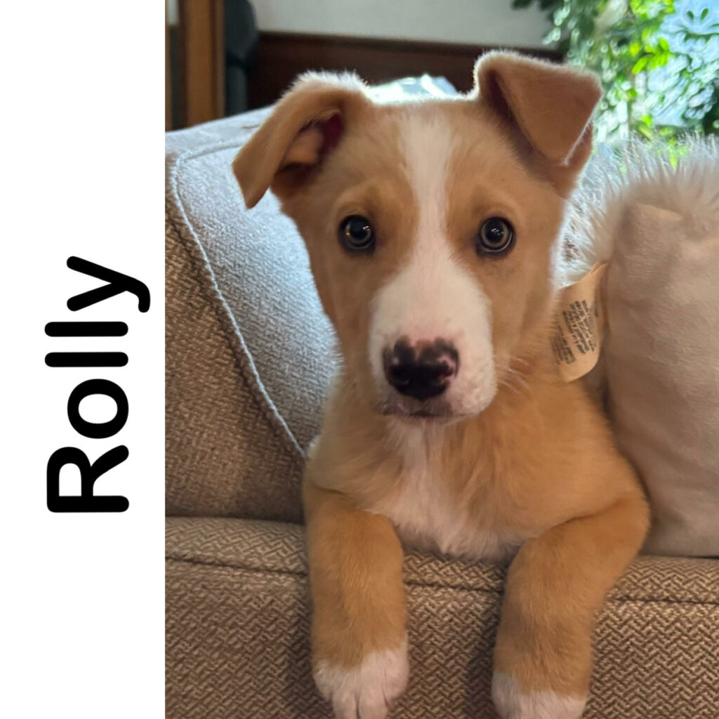 Rolly - Manitoba Mutts Dog Rescue