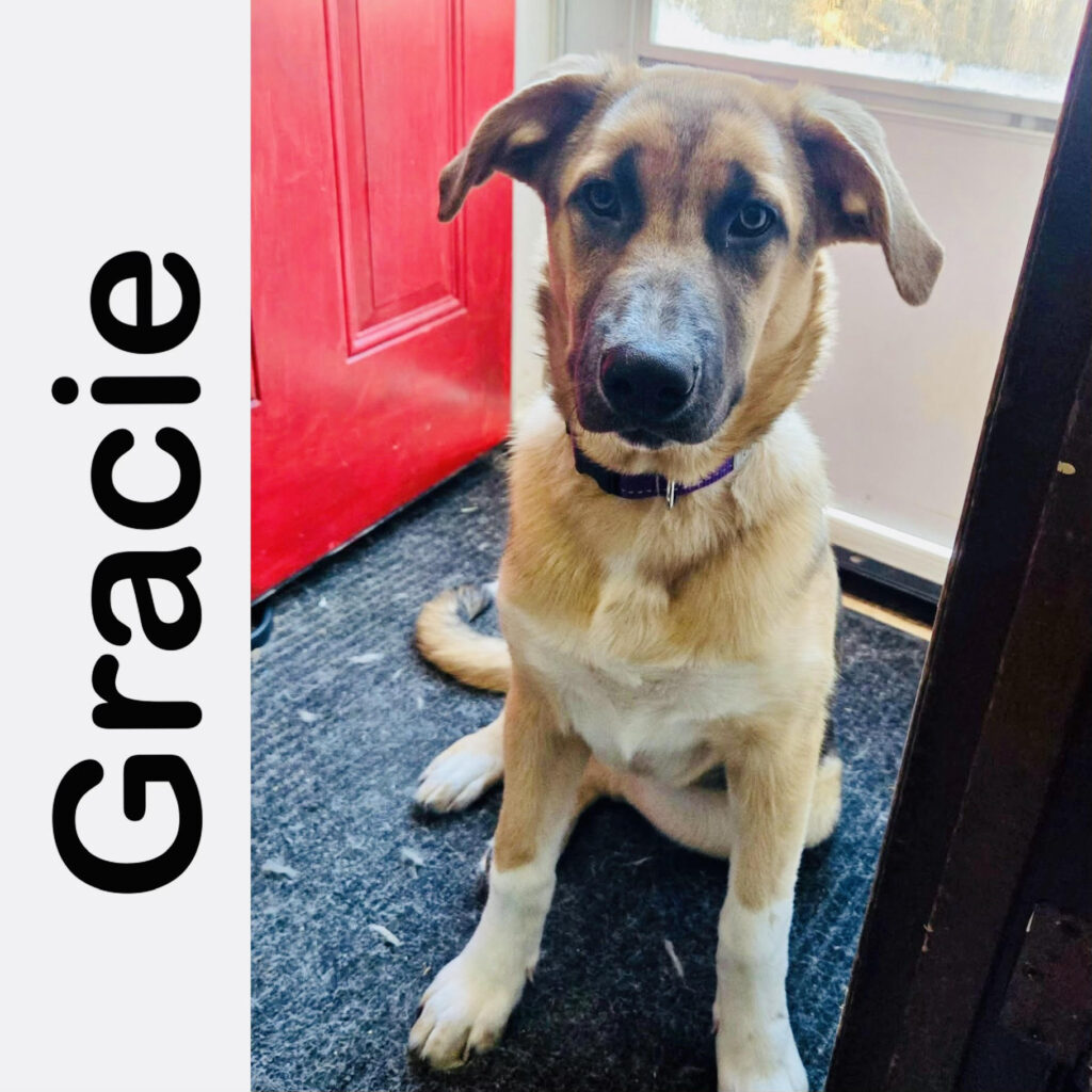 Gracie - Manitoba Mutts Dog Rescue