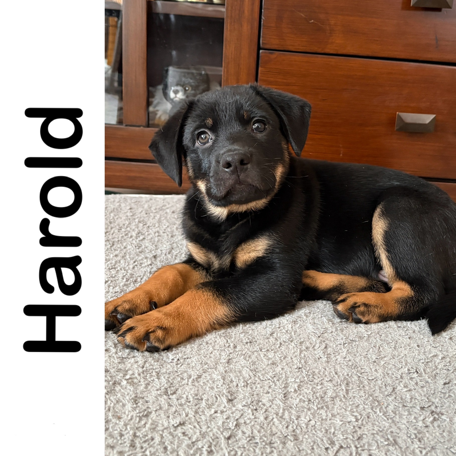 Harold - Manitoba Mutts Dog Rescue