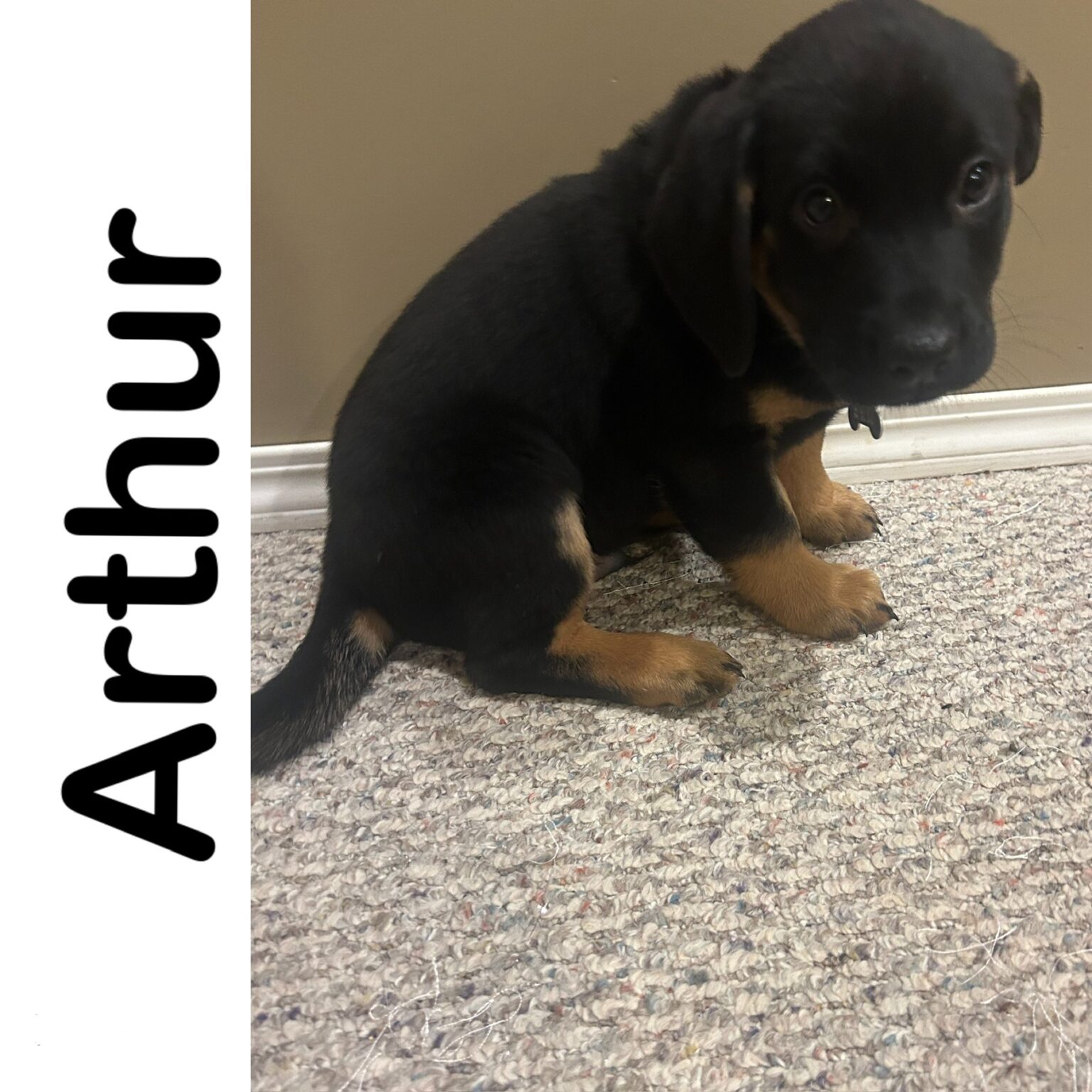 Arthur - Manitoba Mutts Dog Rescue