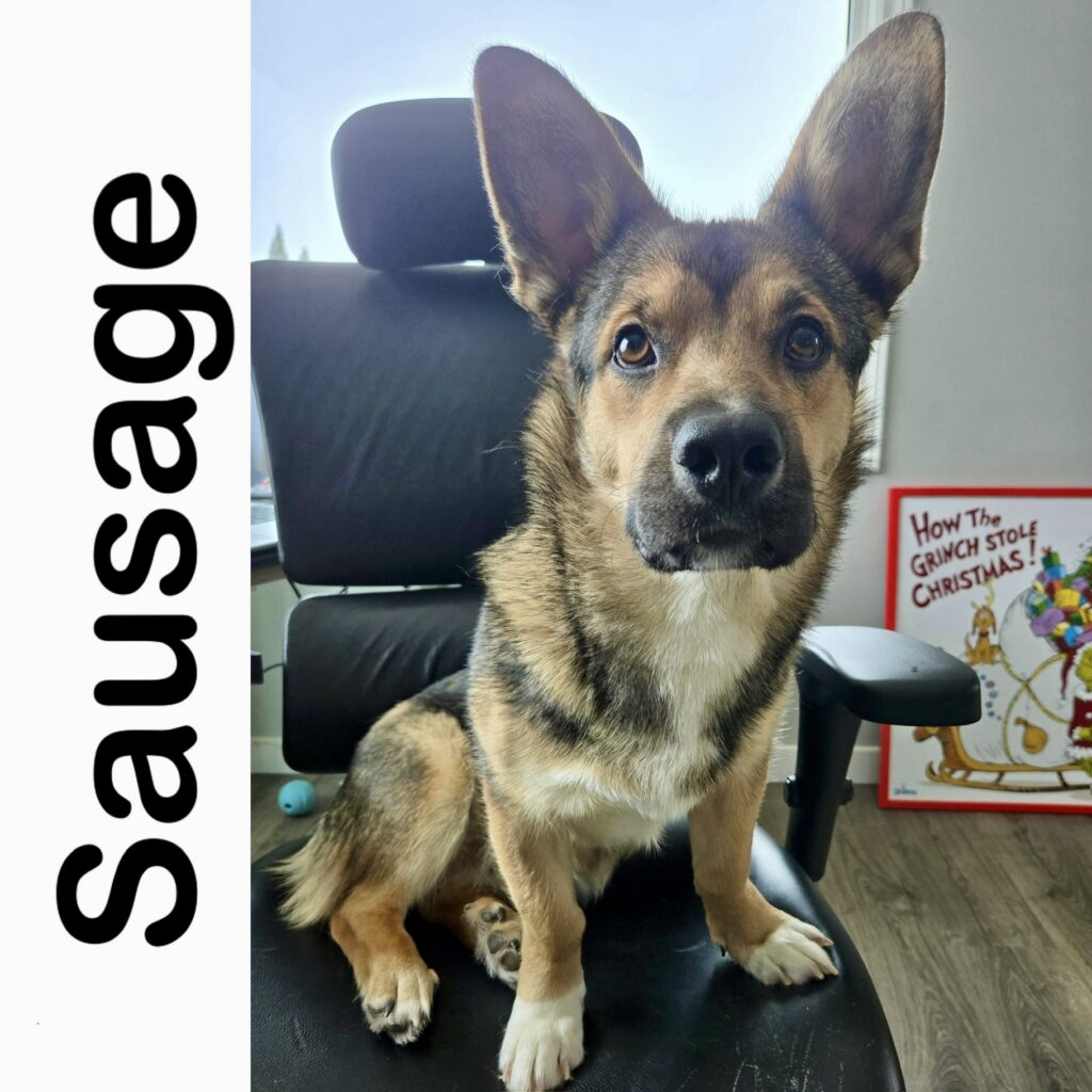 Adoptable Dogs - Manitoba Mutts Dog Rescue