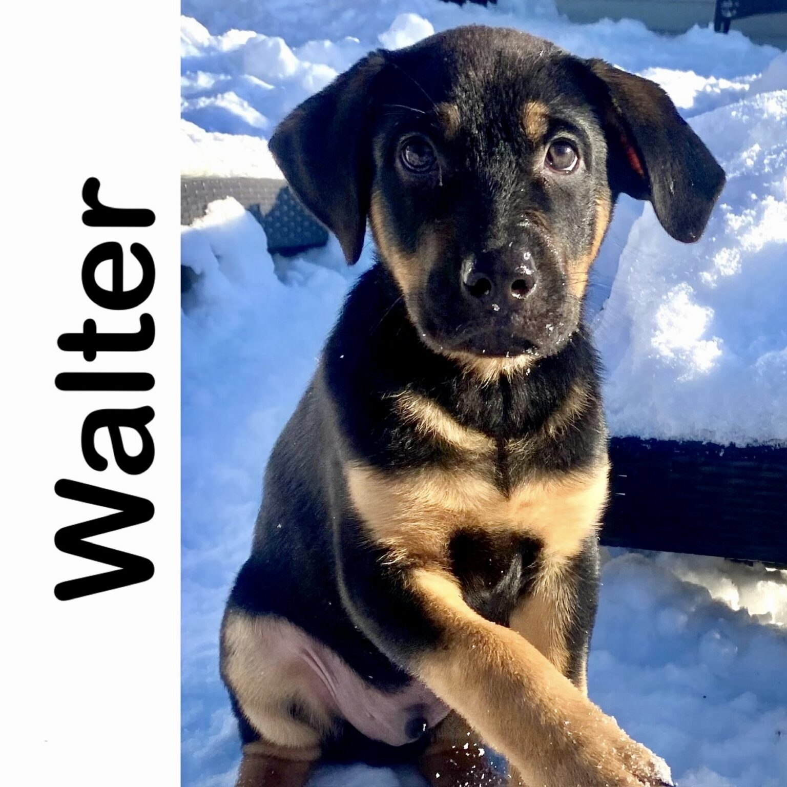 Adoptable Dogs - Manitoba Mutts Dog Rescue