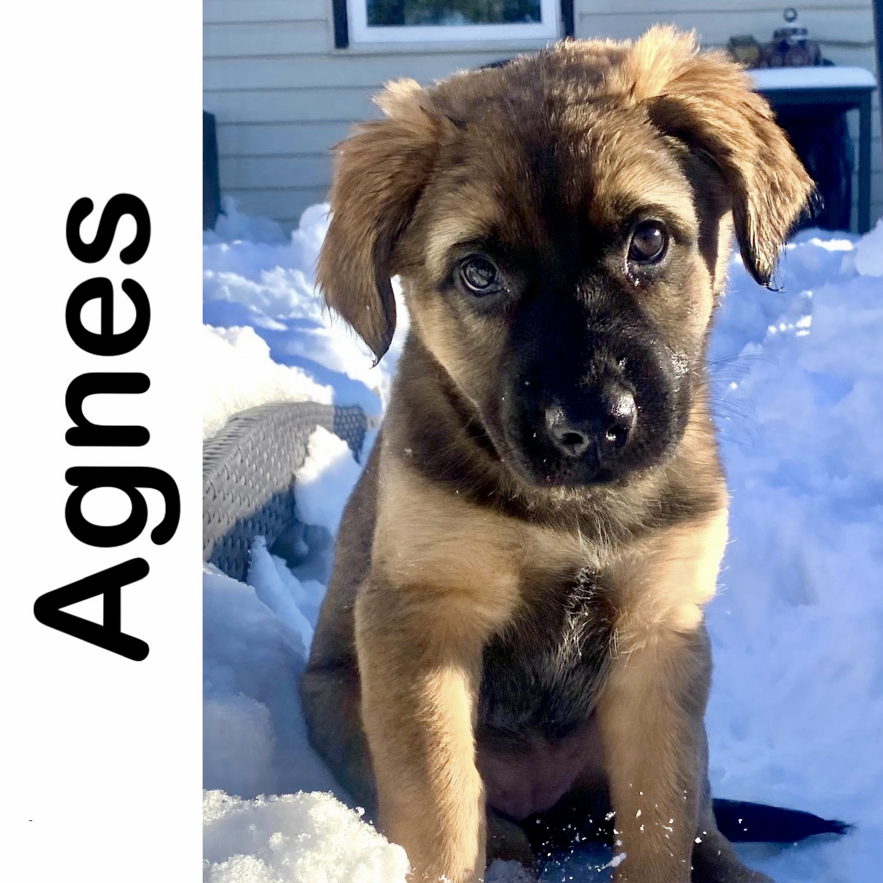 Agnes - Manitoba Mutts Dog Rescue
